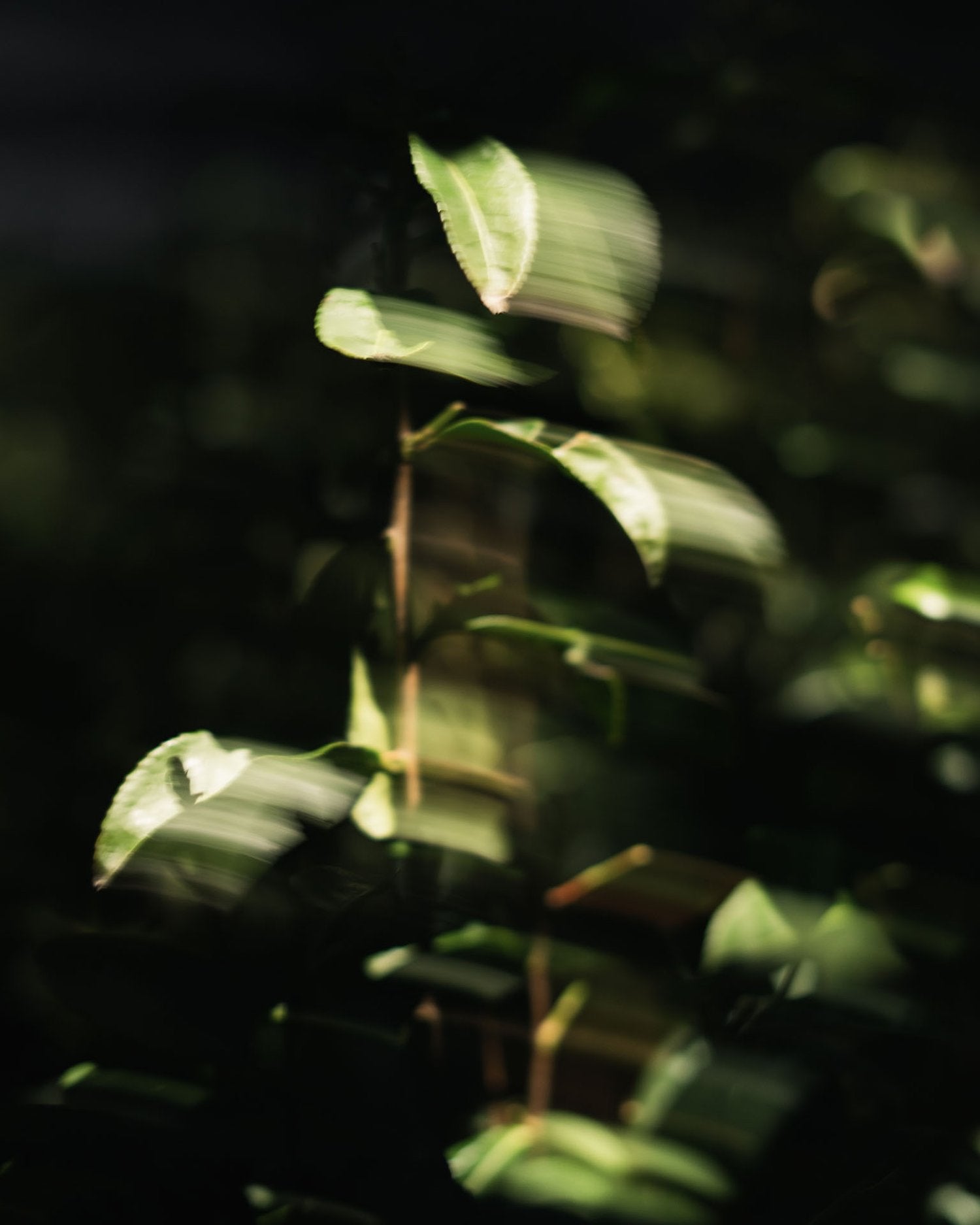 The Matcha | Premium Matcha NZ – Authentic Matcha – The Matchá